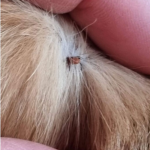 Punkki koiralla ja punkin pureman oireet | Petenkoiratarvike